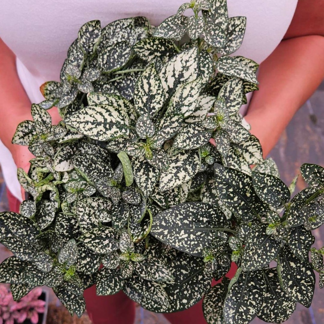 Polka Dot White Splash Hypoestes Plant, White 4" Pot, Live White Splash ...