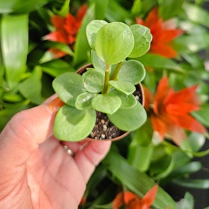 Peperomia Hope Plant in a 2" Miniature Pot, Live Trailing Peperomia ...
