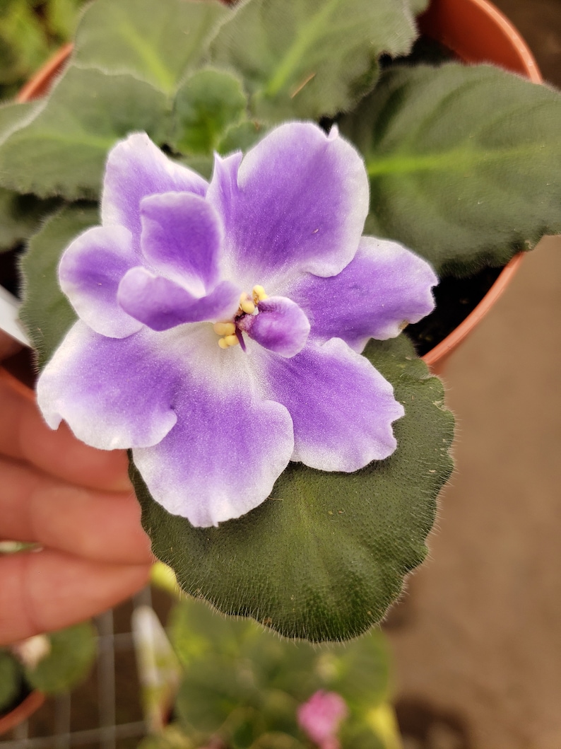 RS Ariel African Violet Live Plant, Young Starter in a 4" Pot | Plant ...