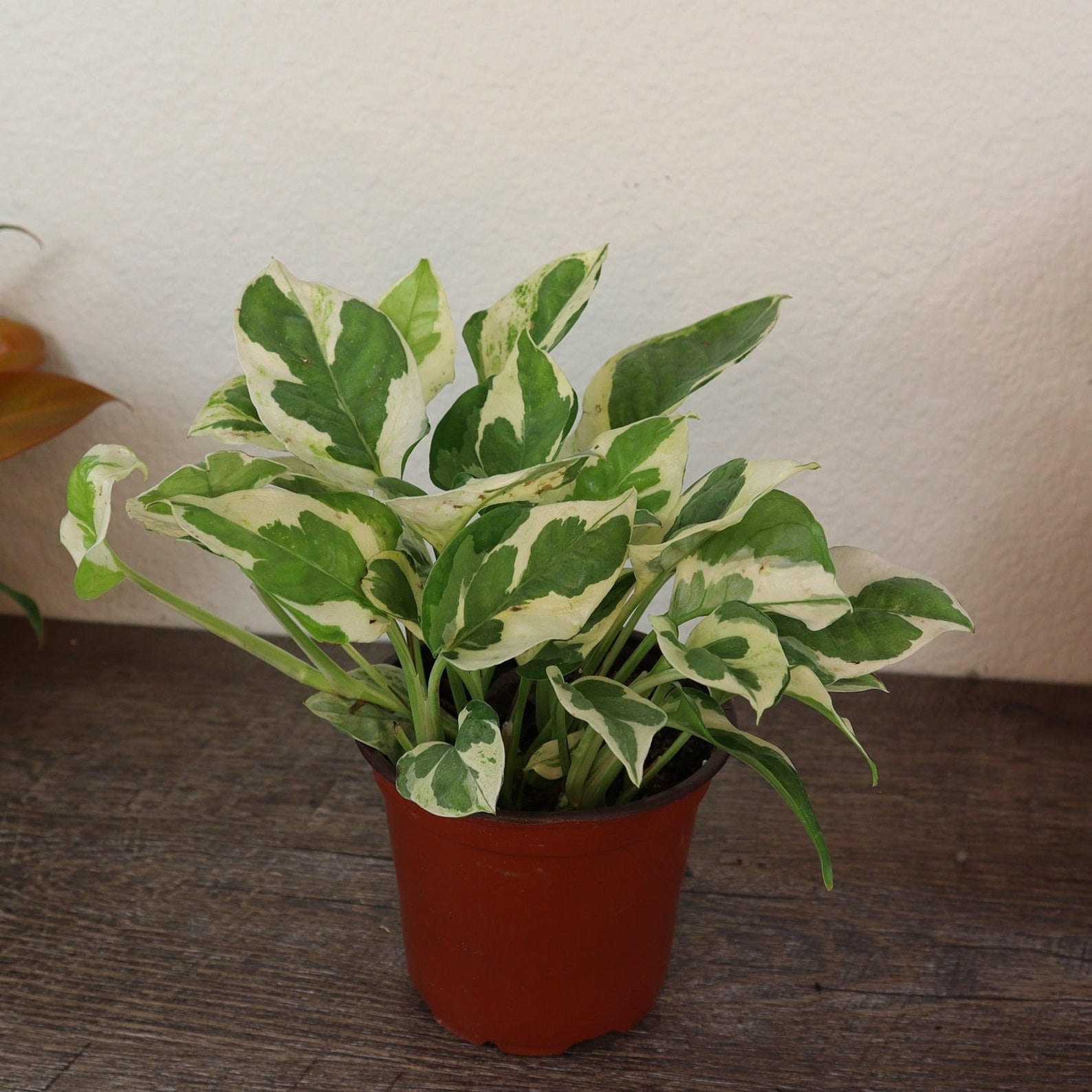 Njoy Pothos Plant "n Joy" Live Variegated Pothos Houseplant | Must ...