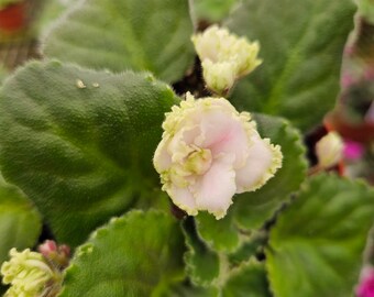 Secret Rendezvous African Violet Live Plant, Young Starter in a 4 Pot ...