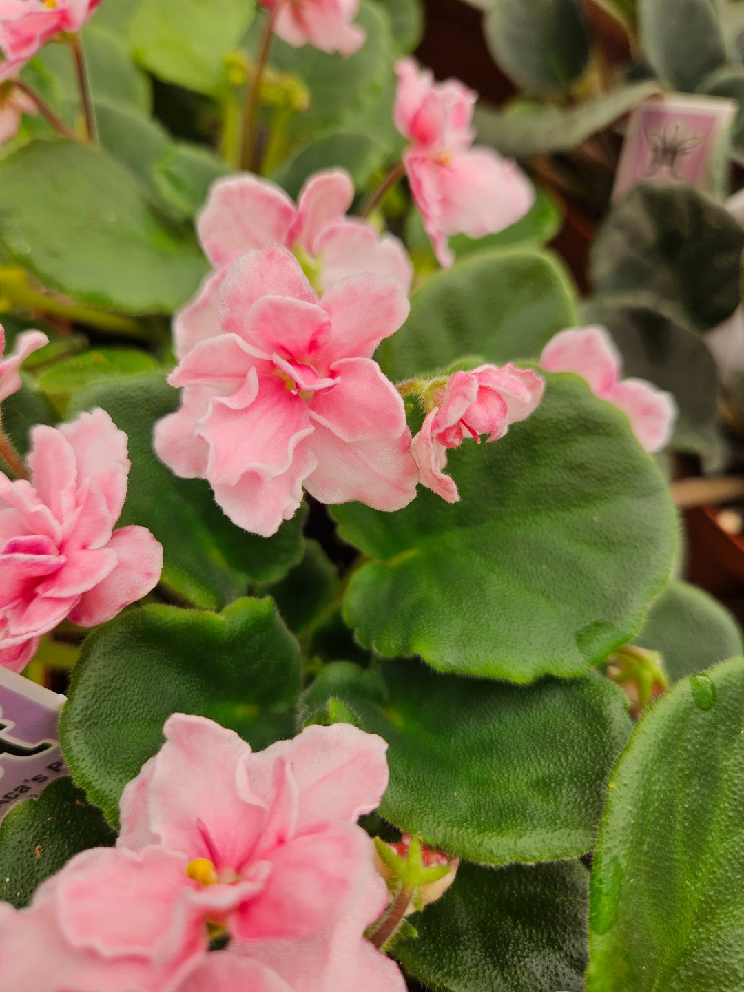 Aca's Pink Delight African Violet Live Pink Plant, Young Pre-finished ...