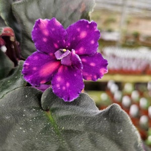 Vat Star Race African Violet Live Plant, Young Starter in a 4" Pot ...