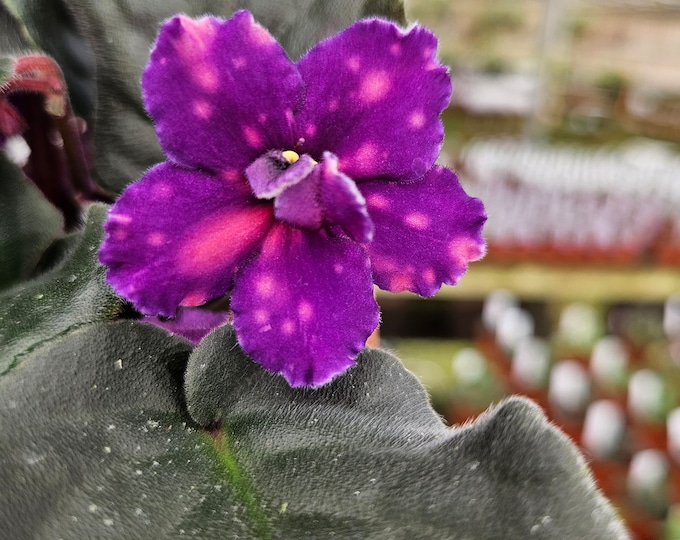 Vat Star Race African Violet Live Plant, Young Starter in a 4" Pot ...