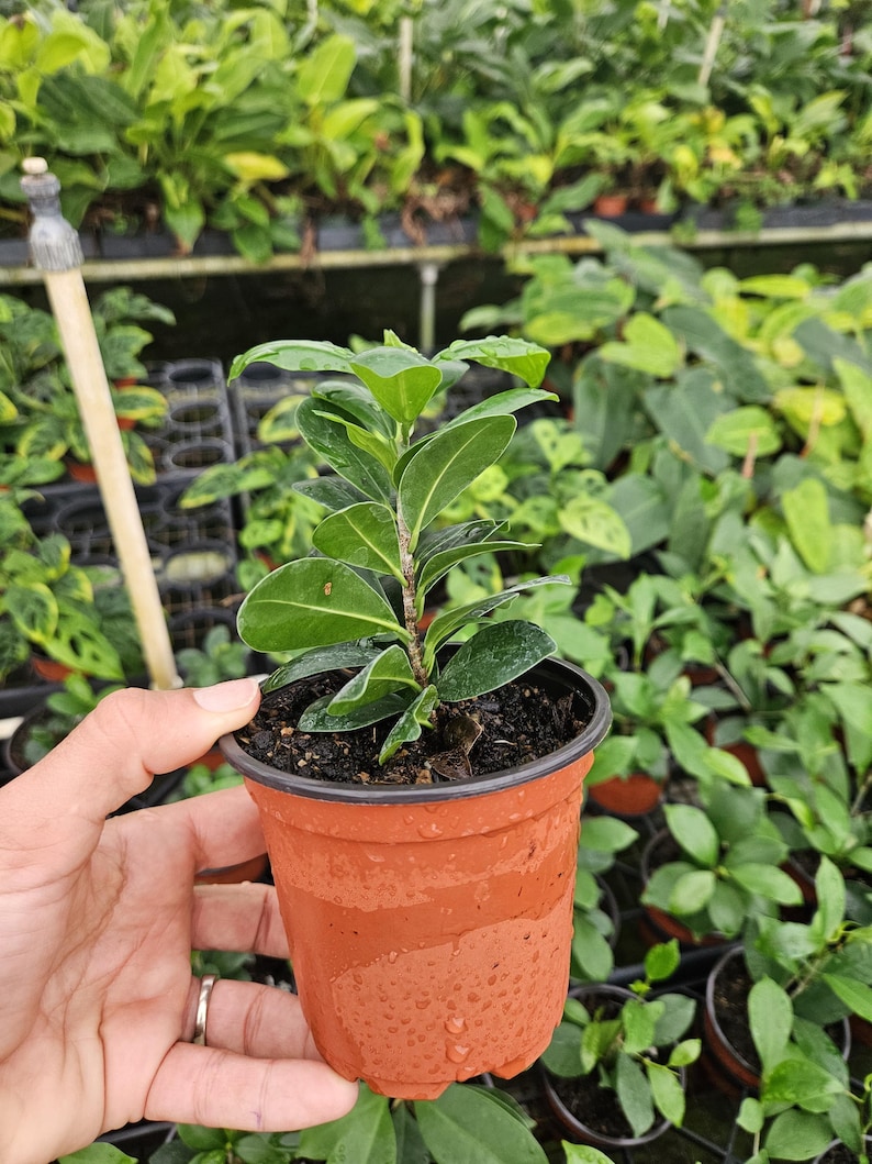 Ficus Microcarpa Live Plant in a 4" Pot | 2 Plants Required per Order ...
