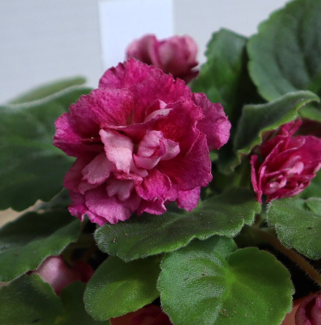 Frosty Cherry African Violet Live Plant in a 4 Pot, Young Starter in a ...