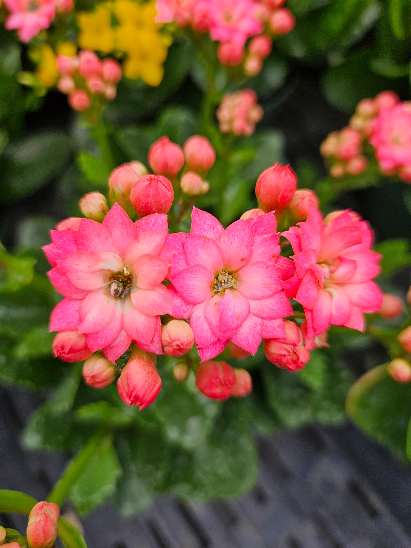 Live Blooming Calandiva Plant 4.5" Pot | Flaming Katy Flowering ...