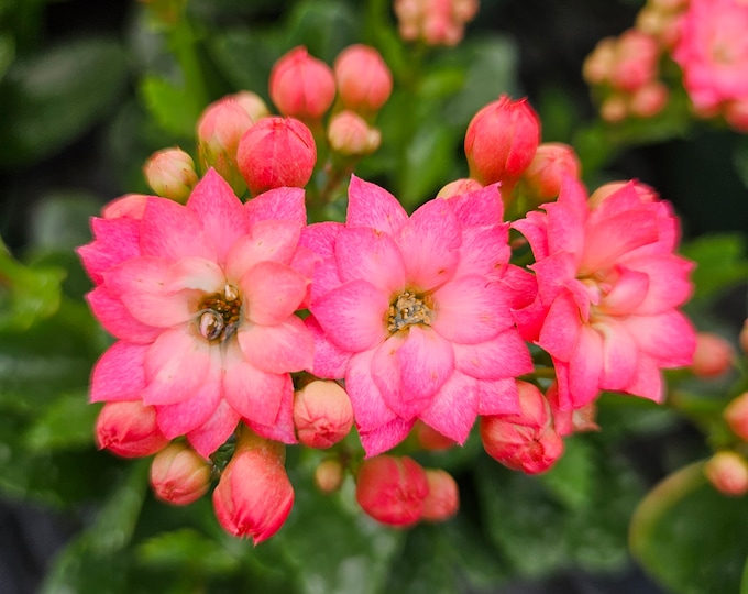 LIVE Blooming Calandiva Plant 4.5 Pot, Flaming Katy Flowering Double ...