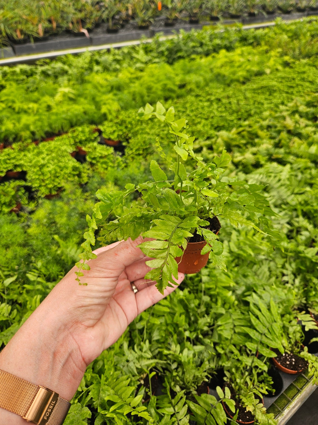 Fern Plant, Boston Fern Plant in a Miniature 2" Pot, Live Boston Fern ...