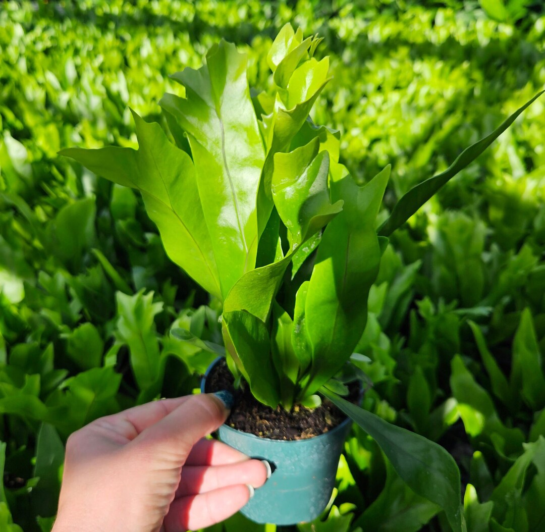 Fern Plant, Green Flame Fern Plant in a 4" Pot, Microsorum Fern Live Plant | 2 Plants Required ...