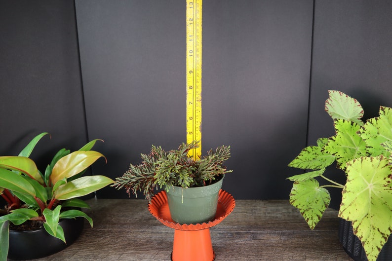 Ruby Red Club Moss in a 4" Pot Live Fern Plant, Red Fern Moss ...
