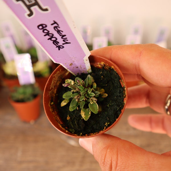 Watermelon Snow African Violet - Etsy