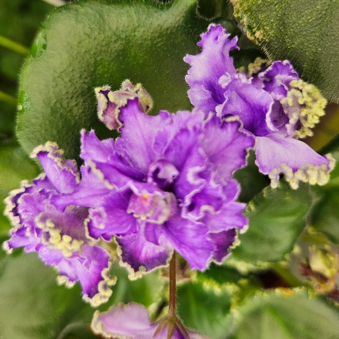 Buckeye Party Streamer African Violet Live Plant, Young Pre-finished ...