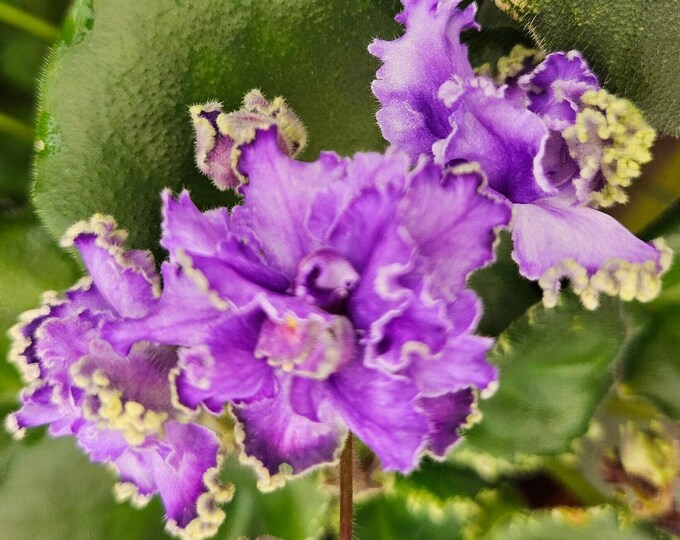 Buckeye Party Streamer African Violet Live Plant, Young Pre-finished ...