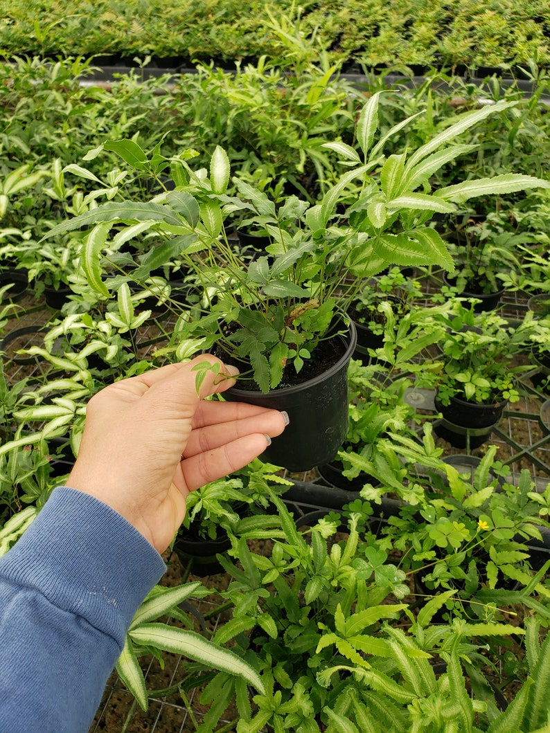 Fern Plant Silver Ribbon Fern Plant in a 4 Pot Fern - Etsy