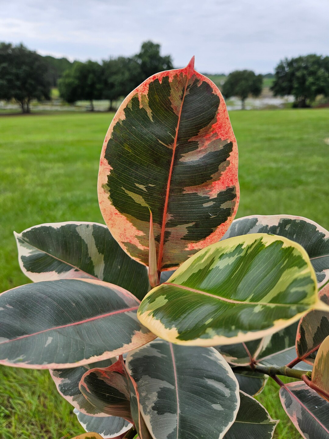 Ficus Elastica Ruby: Pink Variegated Rubber Tree Plant (6" Pot) | 2 ...