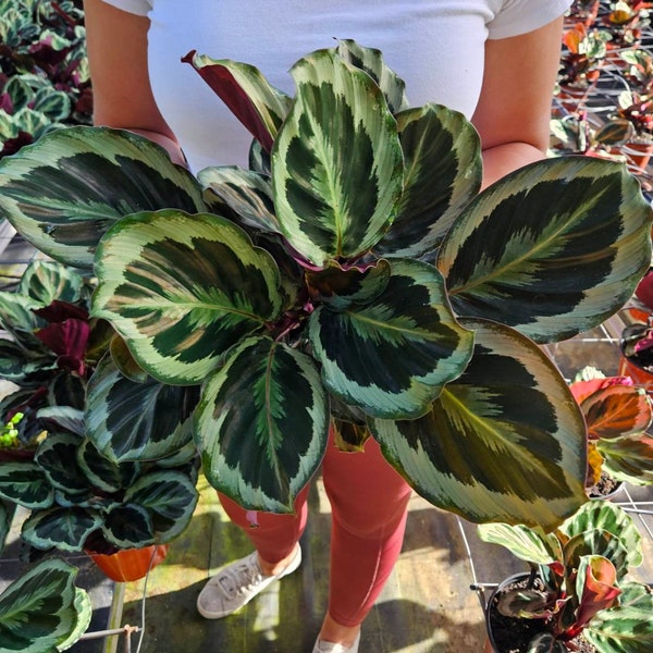 Calathea - Etsy