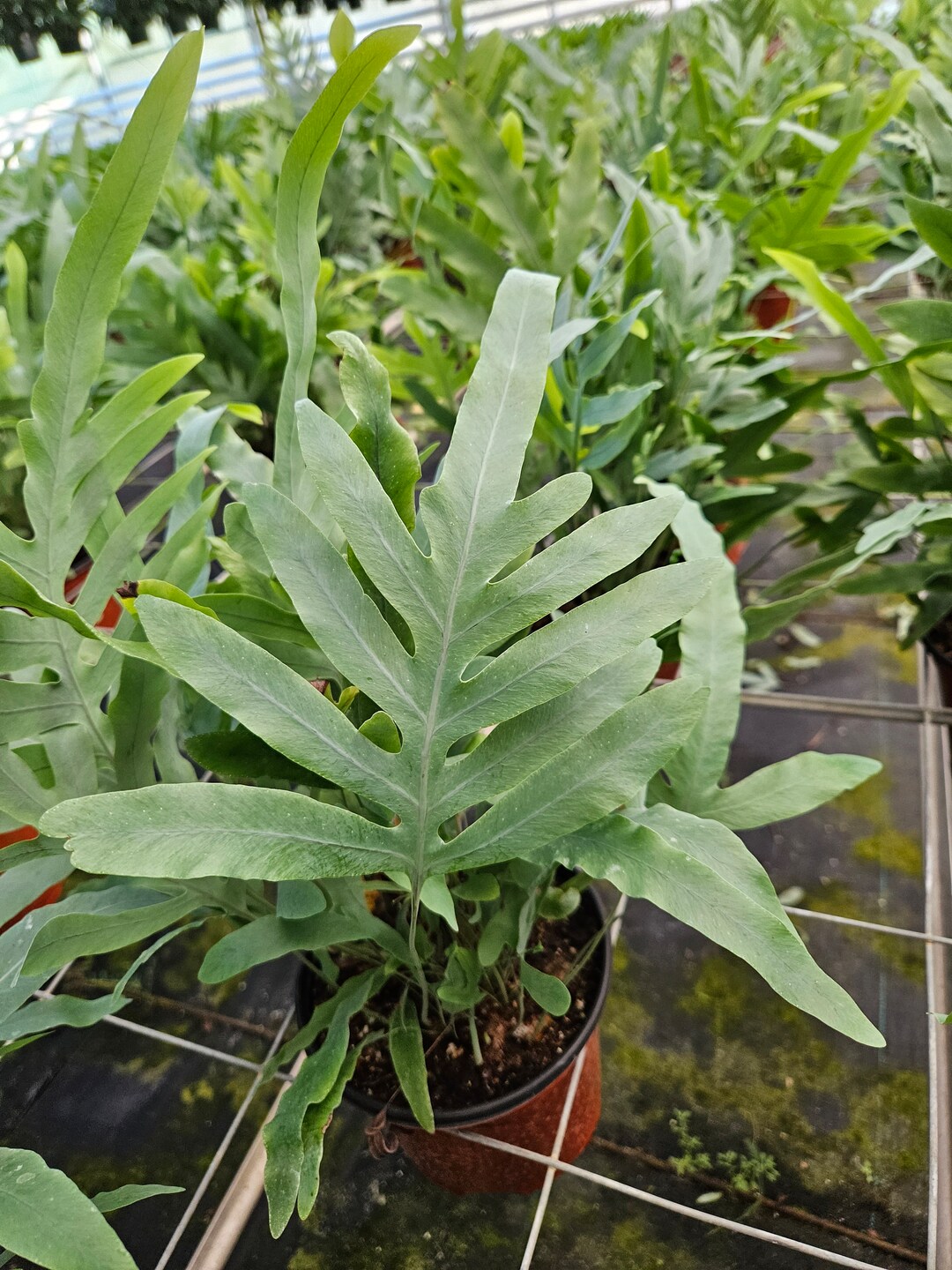 Fern Plant, Blue Star Live Fern Tropical Plant Phlebodium Aureum in a 6 ...