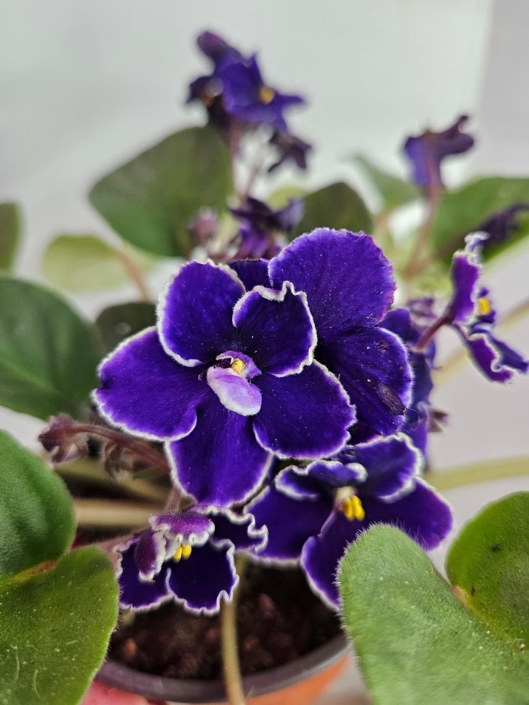 Currently Blooming African Violet Live Plant Flowering 4.5" Live ...
