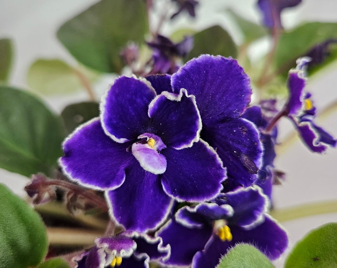Currently Blooming African Violet Live Plant Flowering 4.5" Live ...