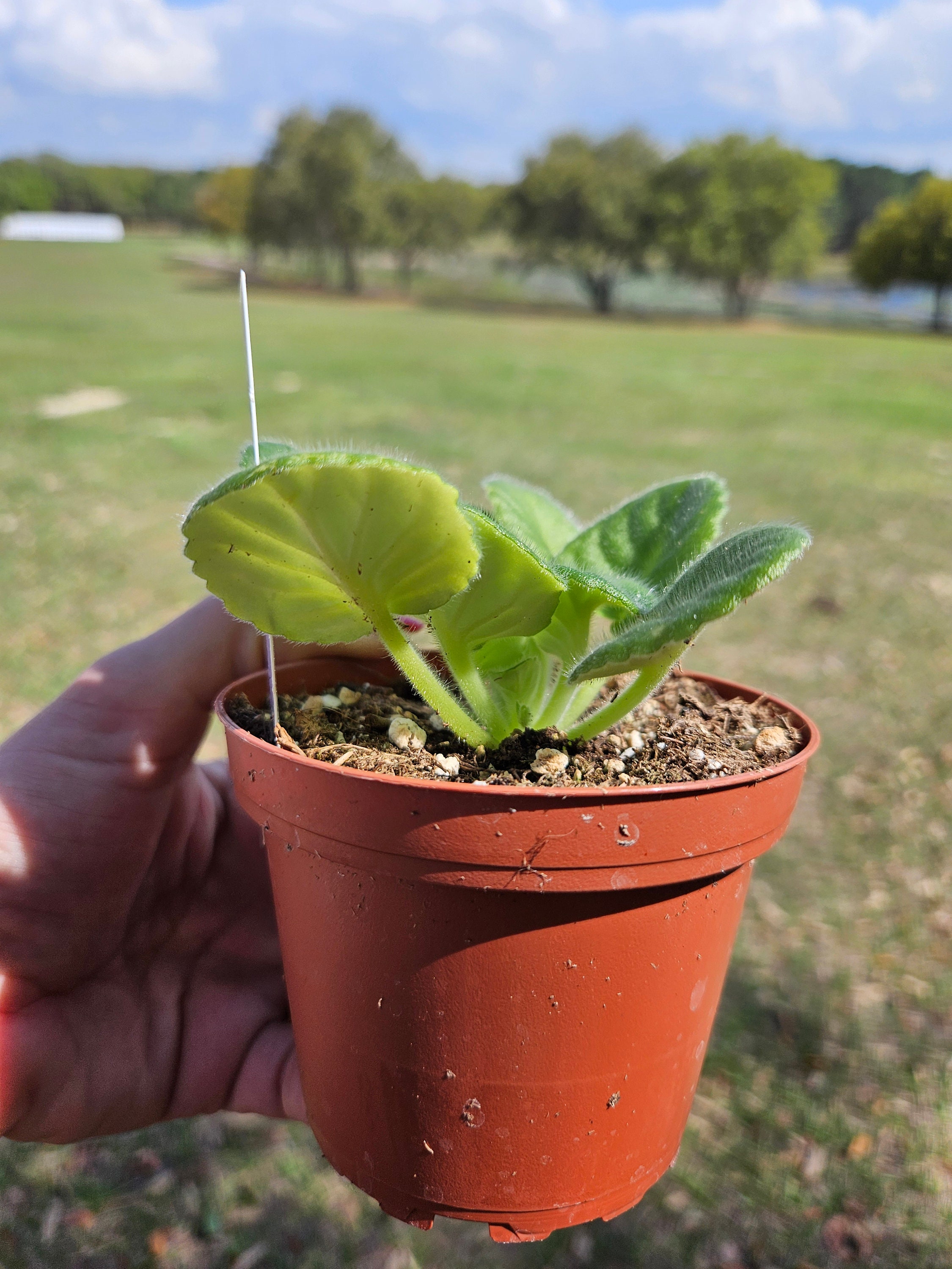 Cheyenne African Violet Live Plant, Young Pre-finished Starter in a 4 ...