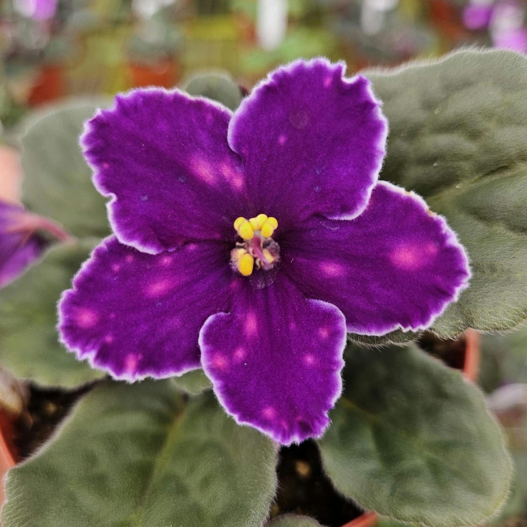 Vat in the Sky African Violet Plant 4" Pot | Live Purple Saintpaulia ...