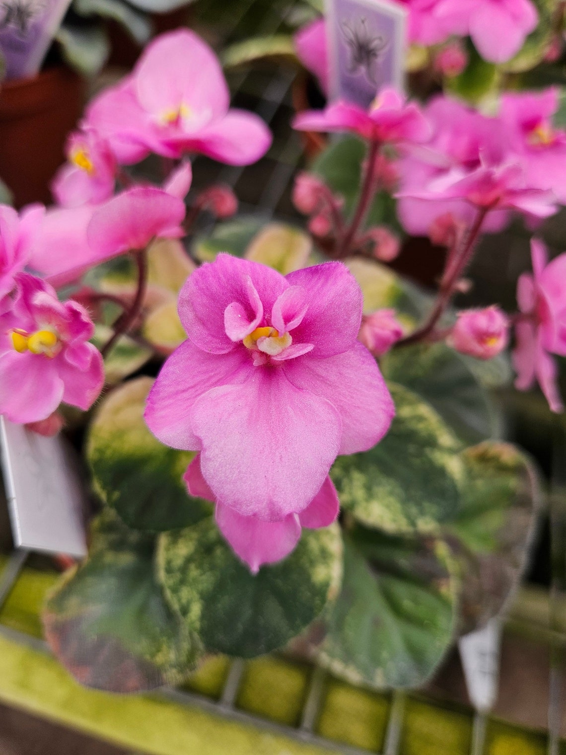 Key Lime Treat African Violet Live Plant, Young Starter in a 4" Pot ...