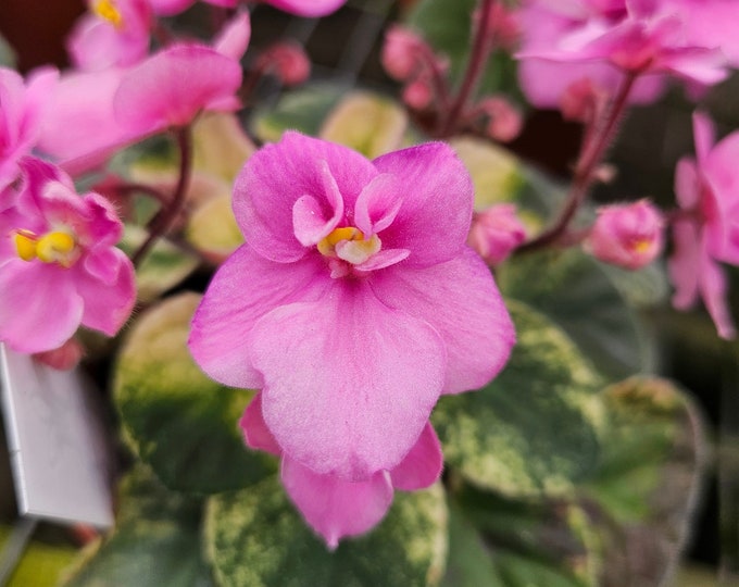 Key Lime Treat African Violet Live Plant, Young Starter in a 4 Pot Pink ...