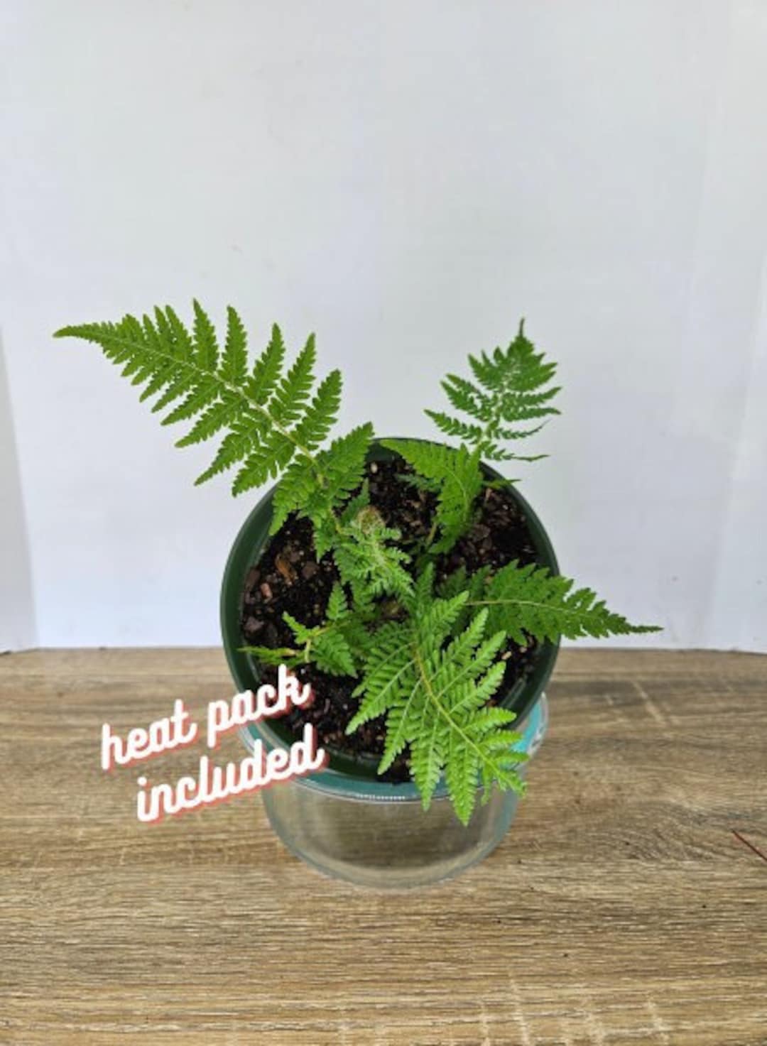Fern Plant, Tree Fern Plant in a 6 Pot, Small Tropical Starter Tree 2 ...