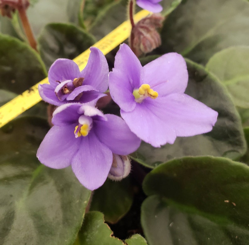 Currently Blooming African Violet Live Plant Flowering 4.5" Live ...