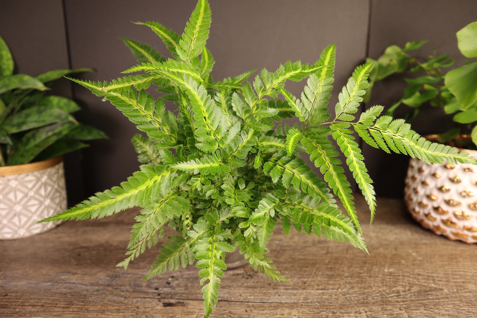 East Indian Holly Fern Plant Variegated Live Plant, Arachniodes ...
