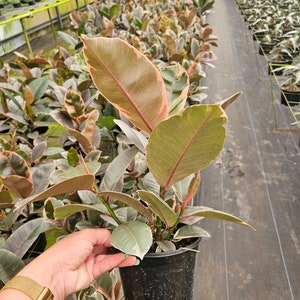Ficus Elastica Ruby: Pink Variegated Rubber Tree Plant (6" Pot) | 2 ...