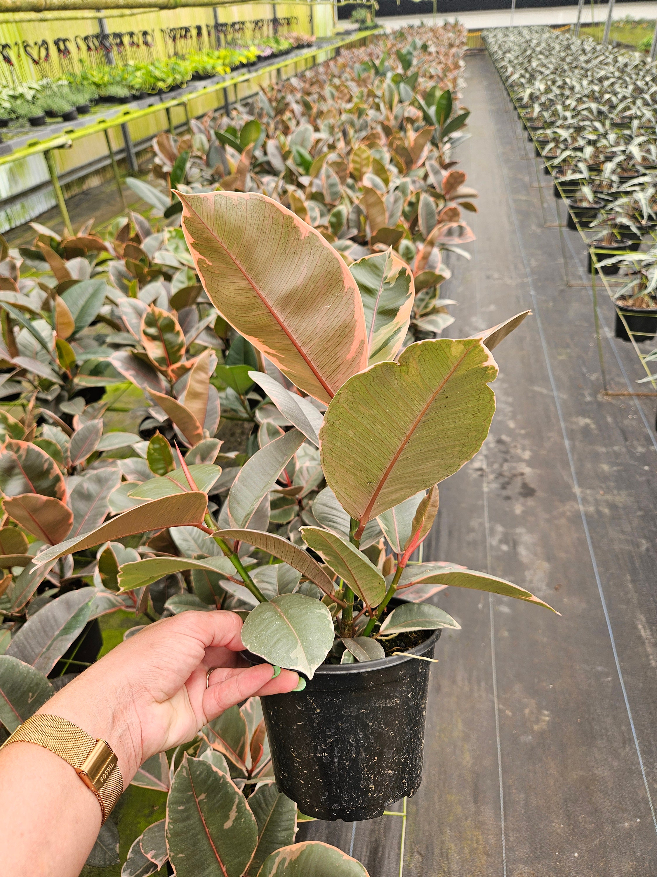 Ficus Elastica Ruby: Pink Variegated Rubber Tree Plant (6" Pot) | 2 ...