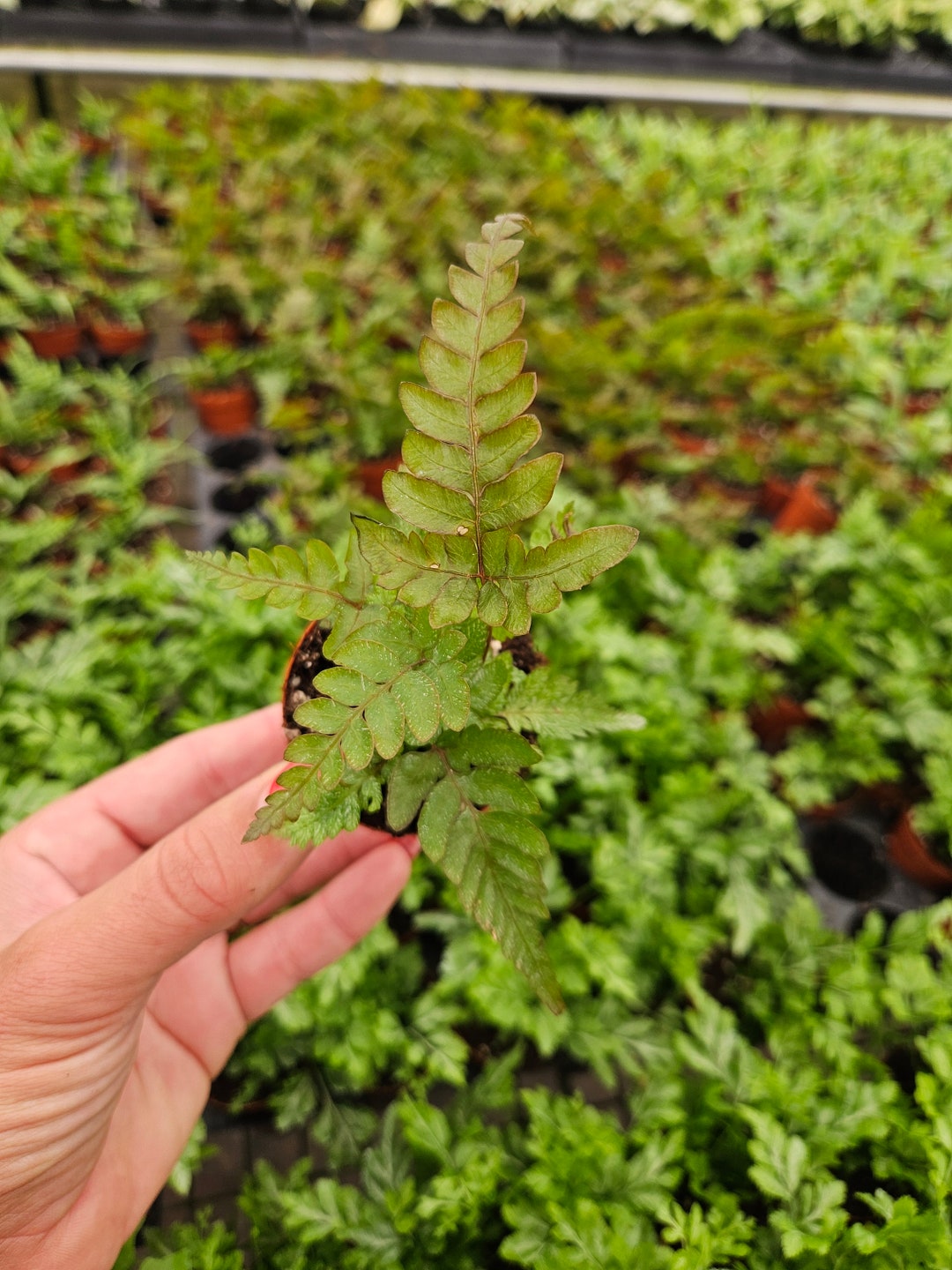 Fern Plant, Pteris Quadriaurita ‘tricolor’ – Tricolor Fern Plant Red ...