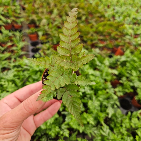 Live Fern - Etsy