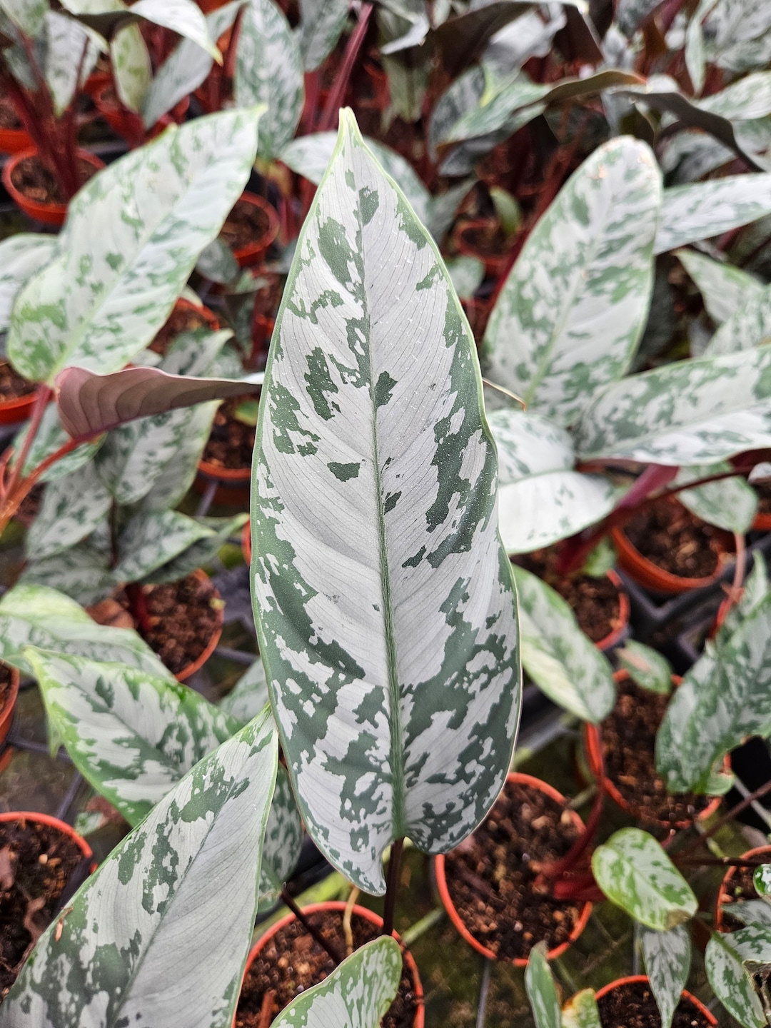 Apoballis in a 4" Pot Acuminatissimum Lavallei Red Sword Live Tropical ...