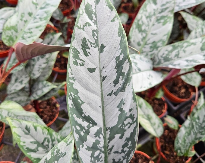 Apoballis in a 4 Pot Acuminatissimum Lavallei Red Sword Live Tropical ...