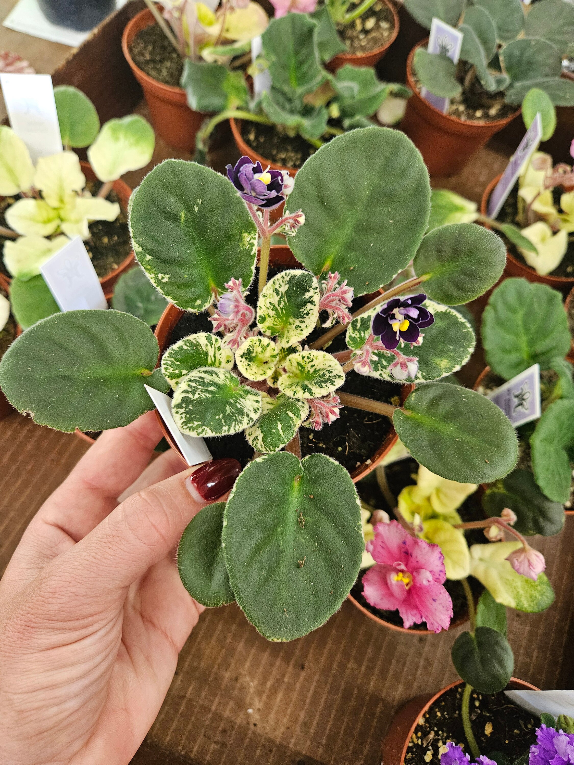 Buckeye Easy Lovin' African Violet Live Plant, Young Starter in a 4 ...