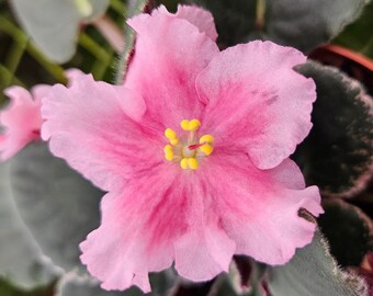 Vat Light in the Night African Violet Live Plant, Young Pre-finished ...