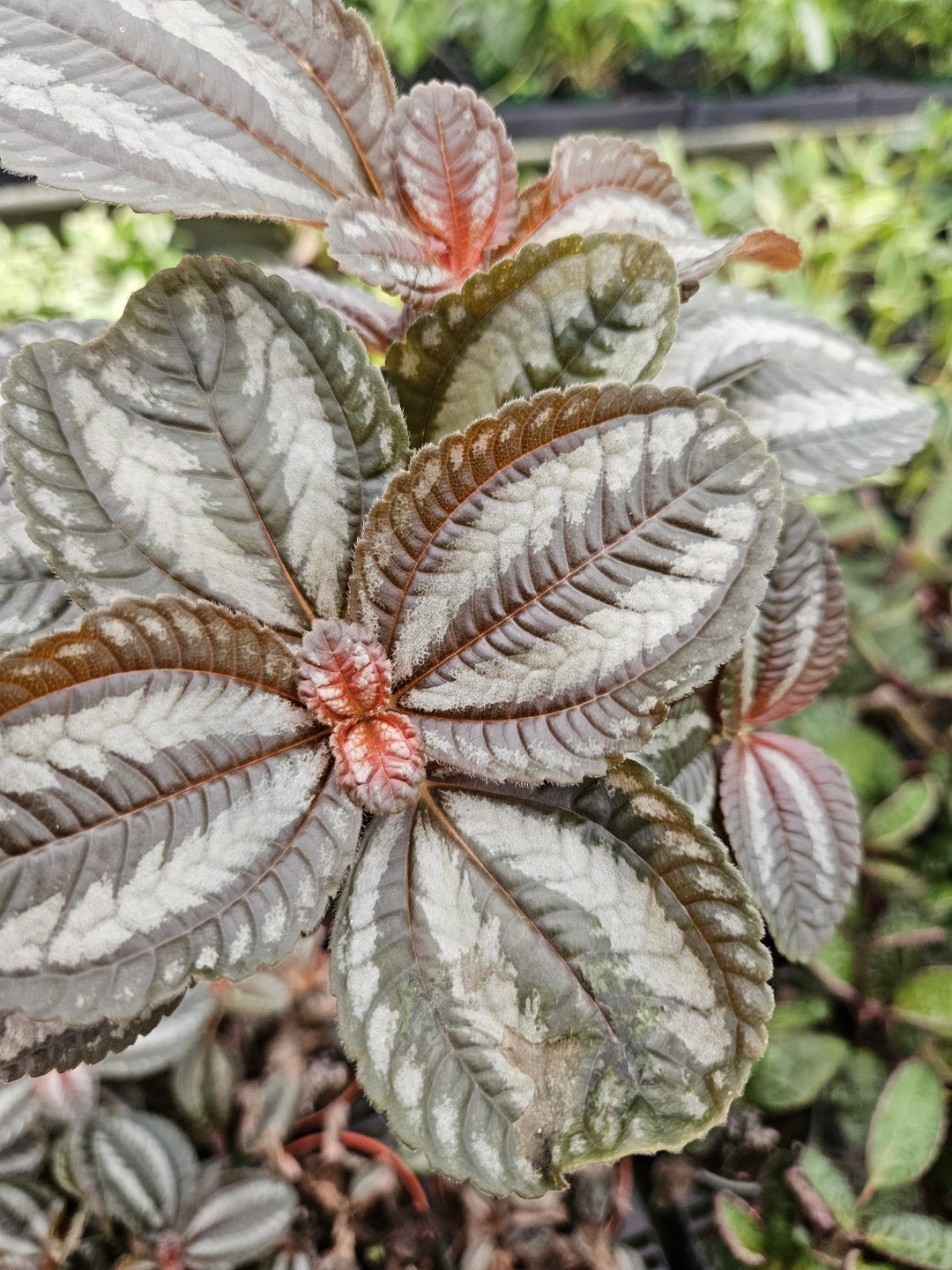 Pilea Friendship Plant, Involucrat in a 4 Pot Live Tropical Plant 2 ...