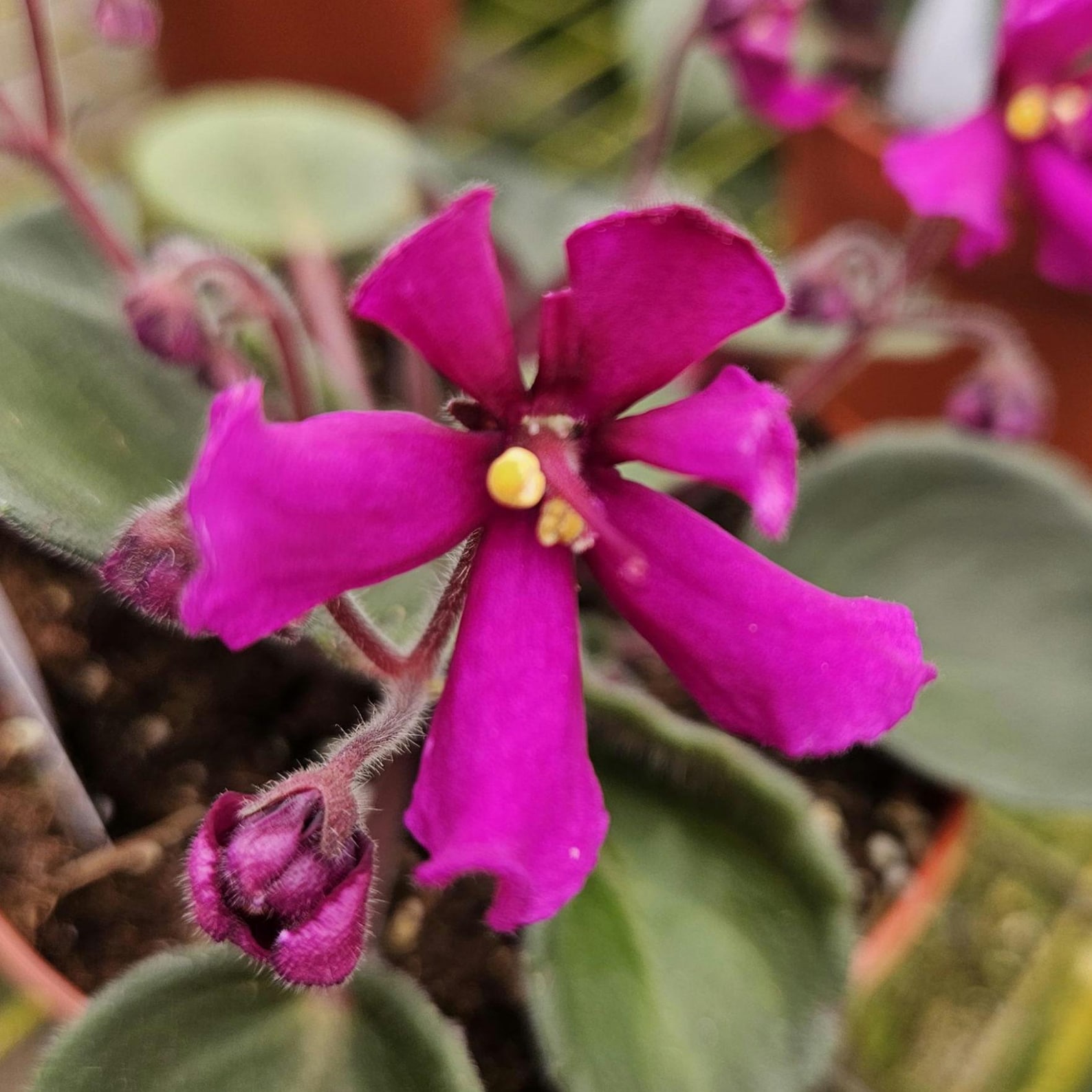 Hunter's Venom African Violet Live Plant, Young Starter in a 4" Pot ...