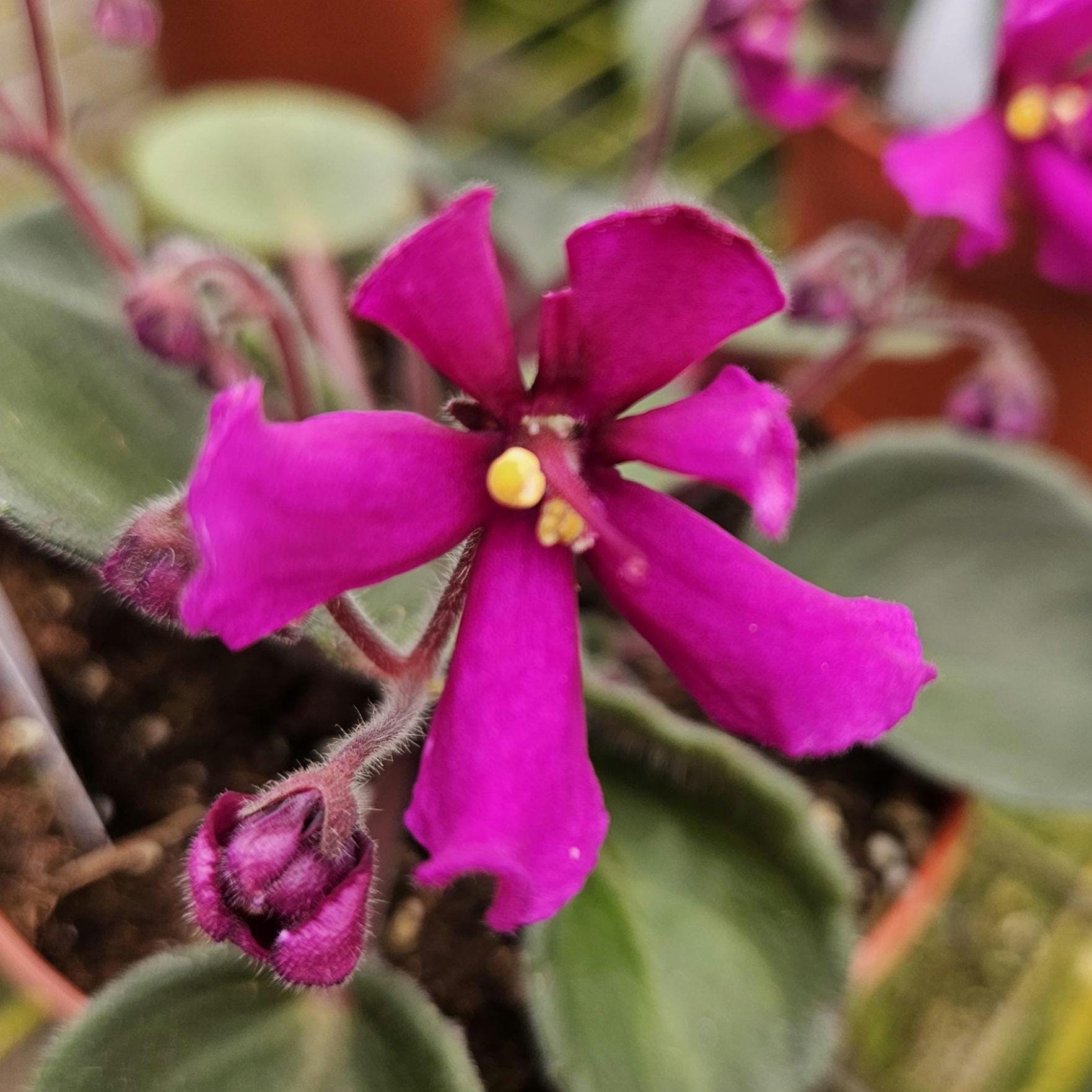 Hunter's Venom African Violet Live Plant, Young Starter in a 4" Pot ...