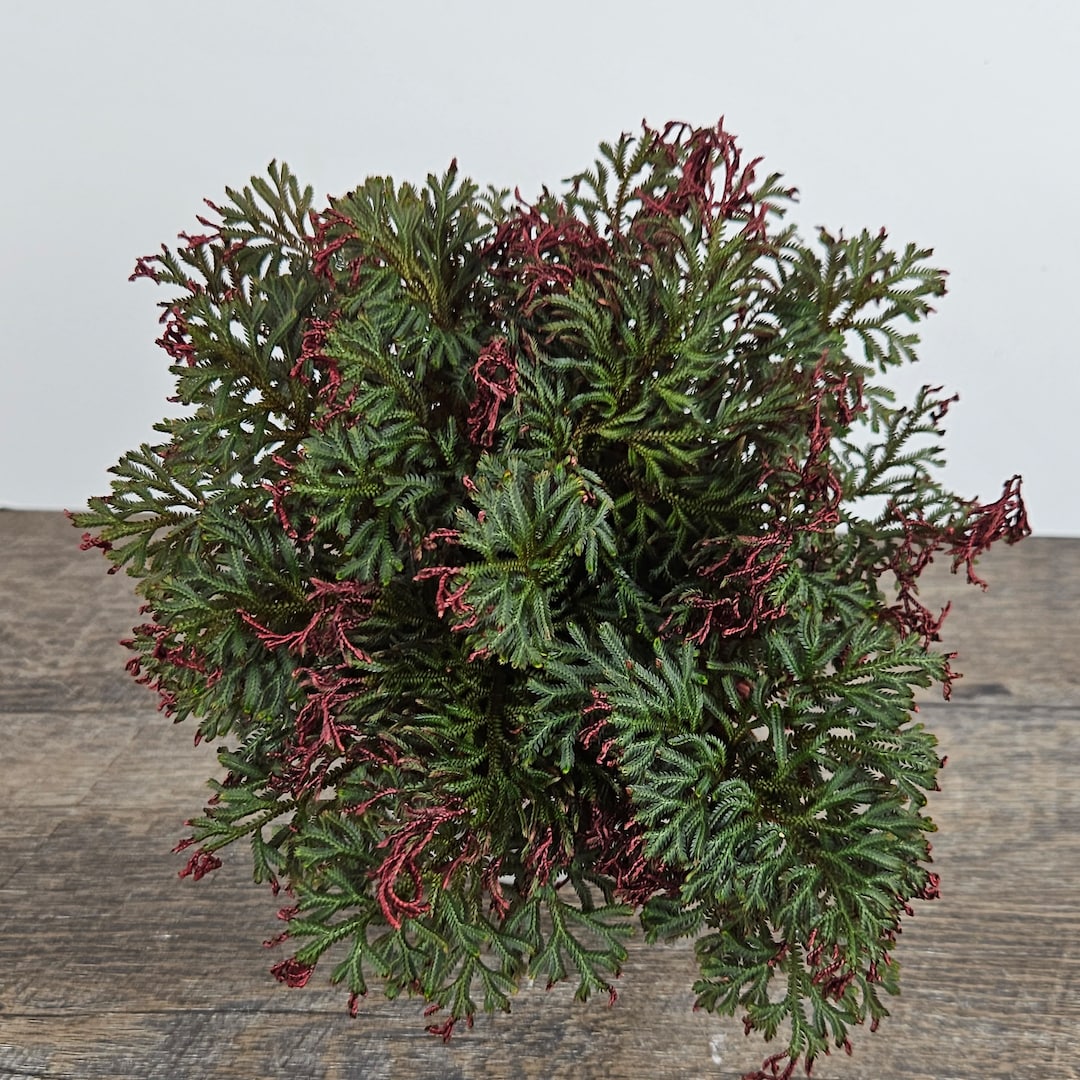 Ruby Red Club Moss in a 4" Pot Live Fern Plant, Red Fern Moss ...