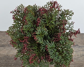 Fern RUBY RED SPIKEMOSS Plant Selaginella Unusual Cold Tolerant ...