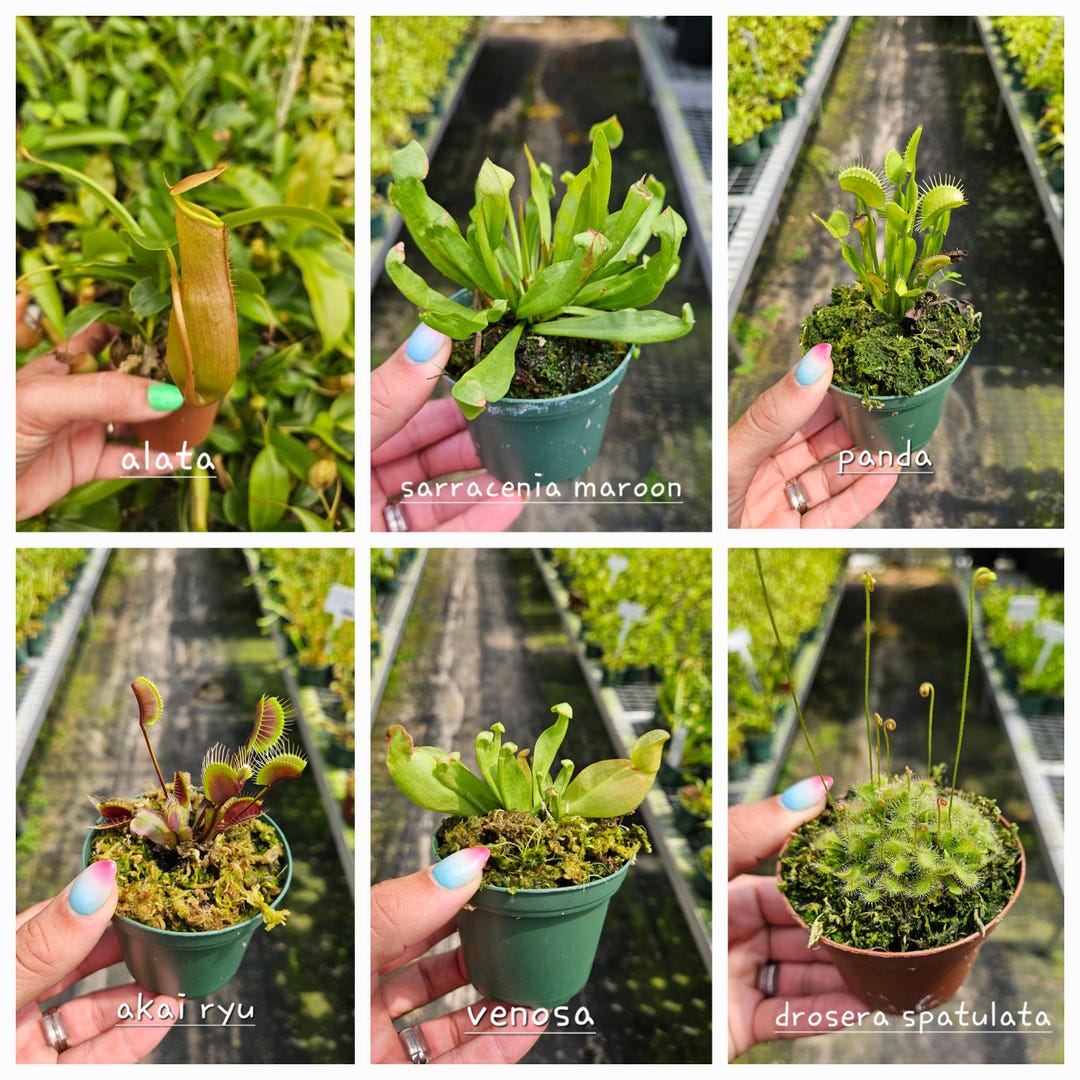 Carnivores Plant Bundle, 2 Plants in 3" Pots, Pick Any Two Plants, Live ...