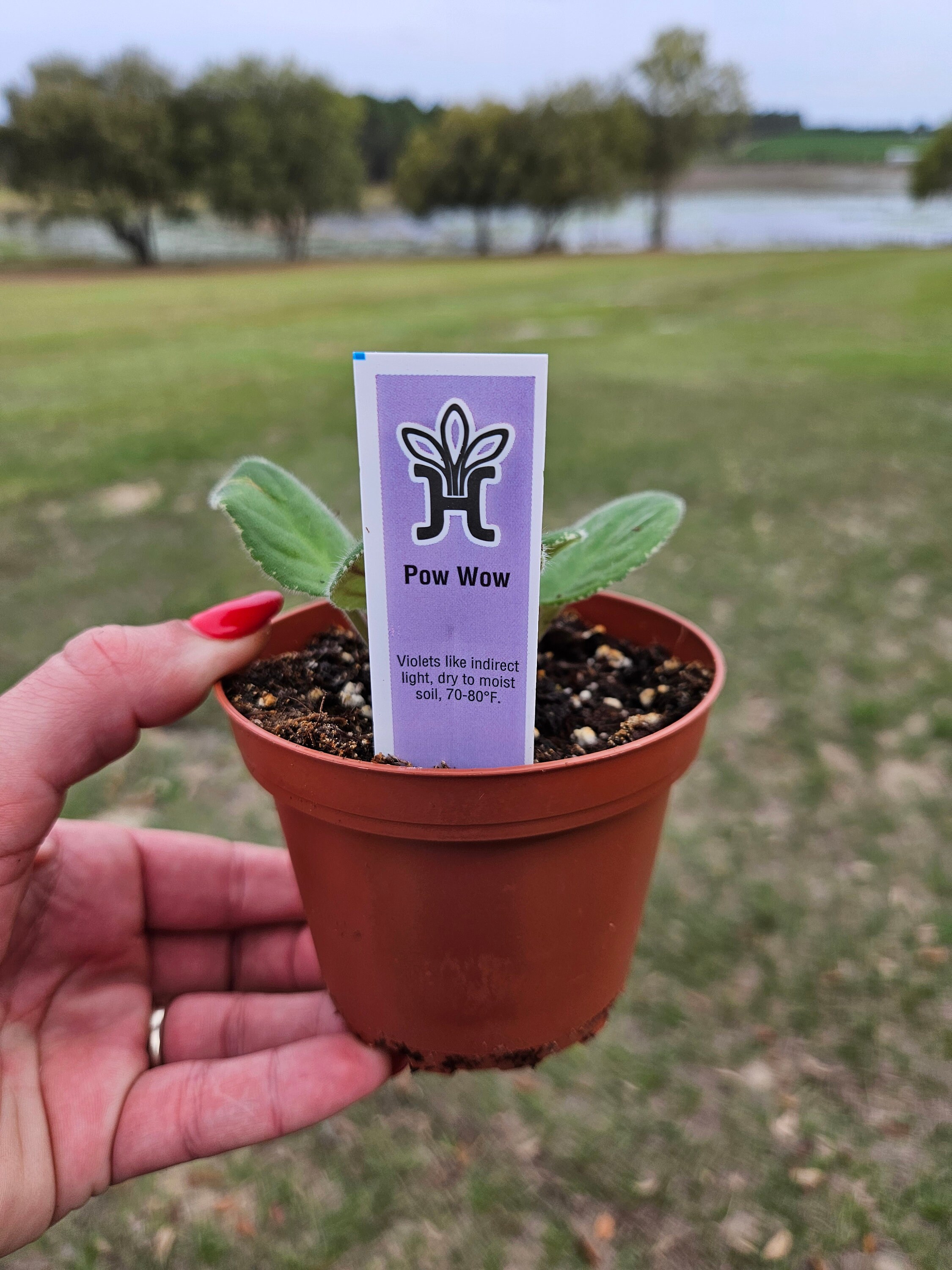 Pow Wow African Violet Live Plant, Young Pre-finished Starter in a 4 ...