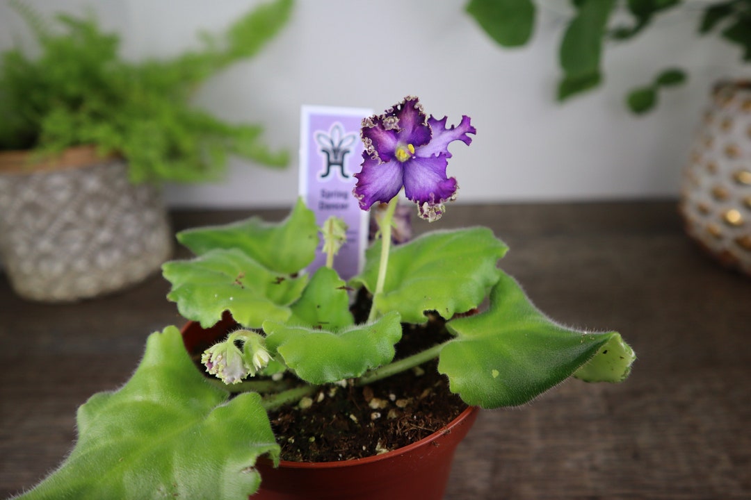Spring Dancer African Violet Live Plant, Young Starter in a 4" Pot ...