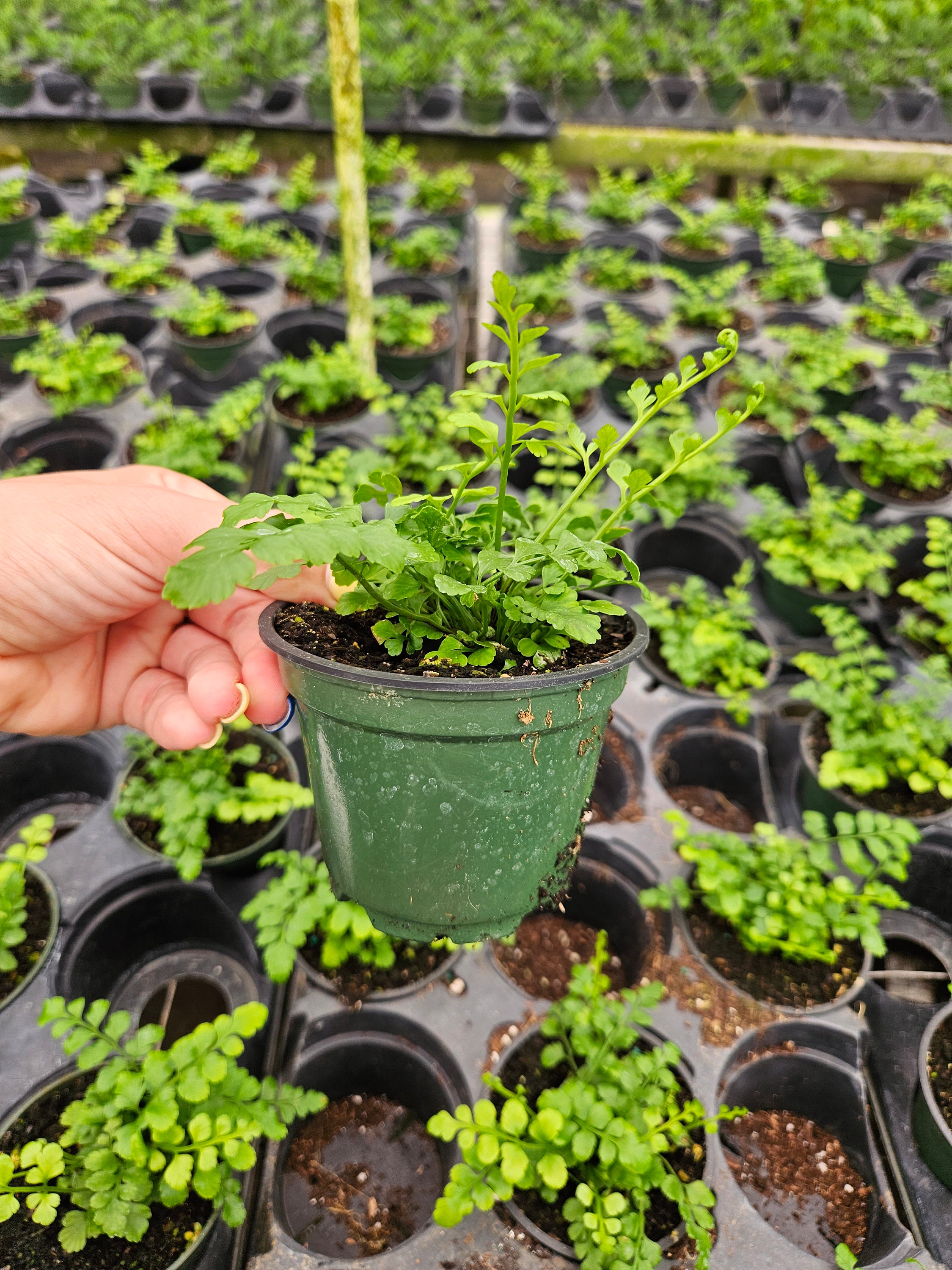 Fern Plant, Austral Gem Bird's Nest Fern Plant in a 4" Pot, Asplenium ...