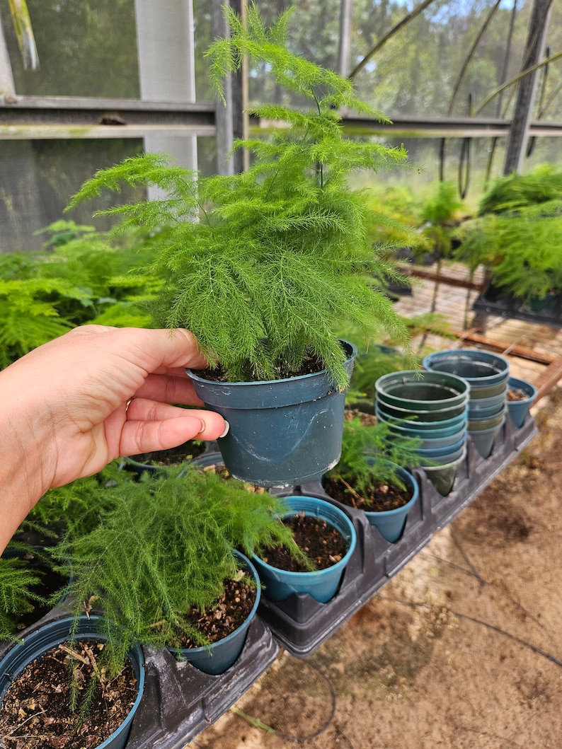 Fern Plant, Asparagus Fern Plant in a 4" Pot, Plumosa Fern Live Indoor ...