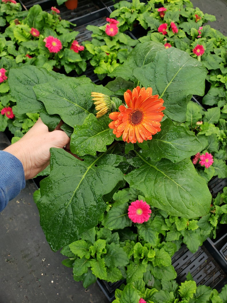 LIVE Blooming Gerbera Daisy Plant 5" Pot, Daisy Plant | 2 Plants ...